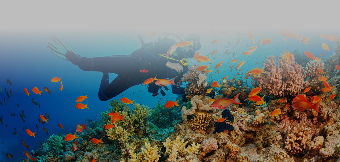 Andaman Guru - Best Tour Guide and Travel Agency in Andaman